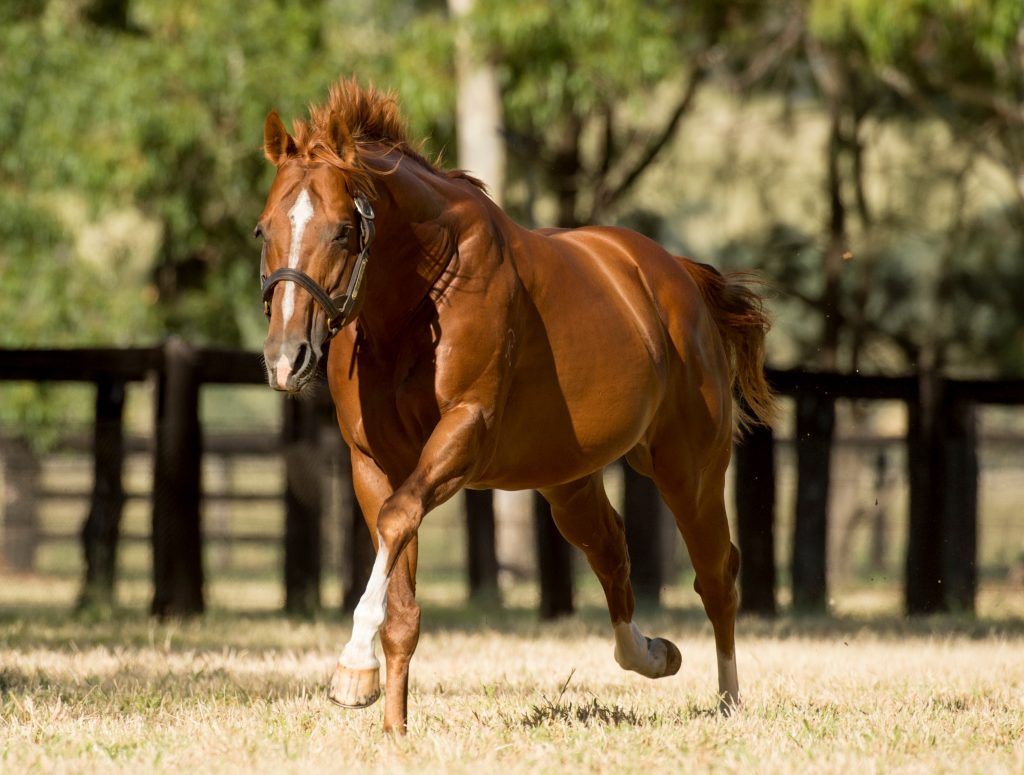 Star Witness Colt to Run in The Everest - Widden Stud