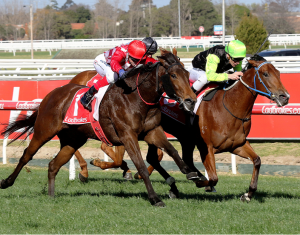 Star Witness - Widden Stud