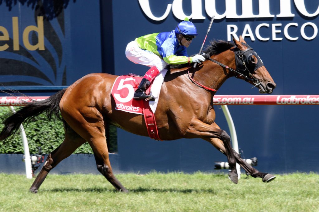 Star Witness - Widden Stud