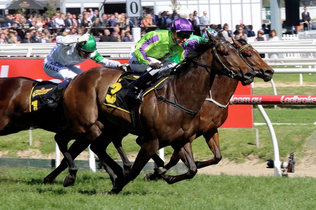 Star Witness - Widden Stud