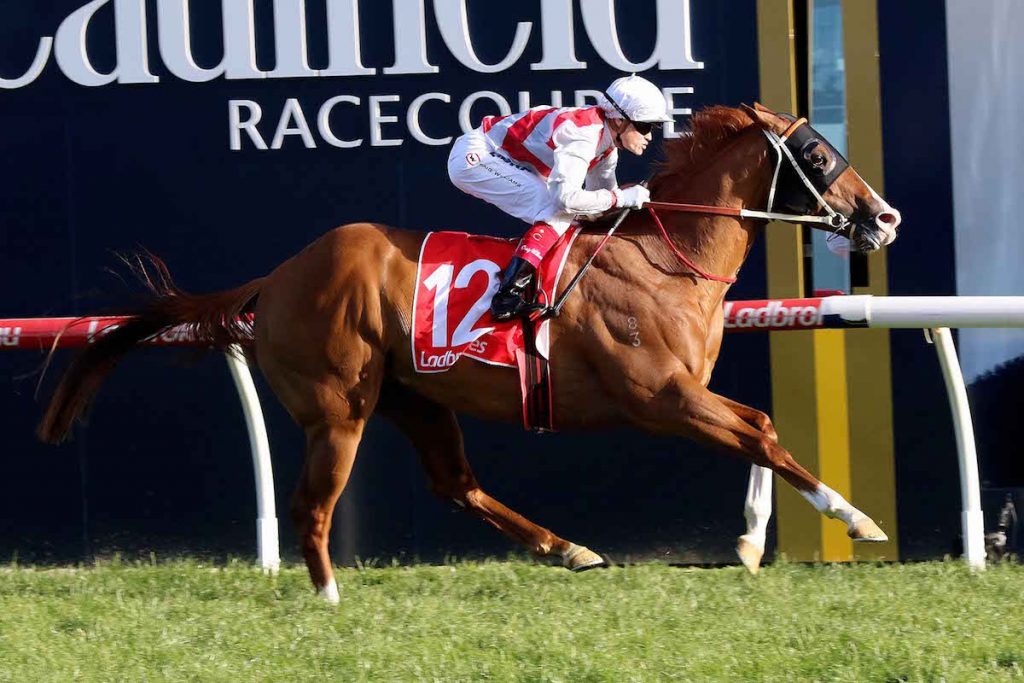 Star Witness - Widden Stud