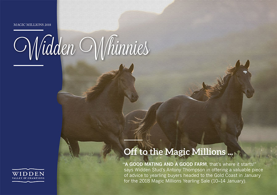 Widden Whinnies - Summer 2017/18 - Widden Stud