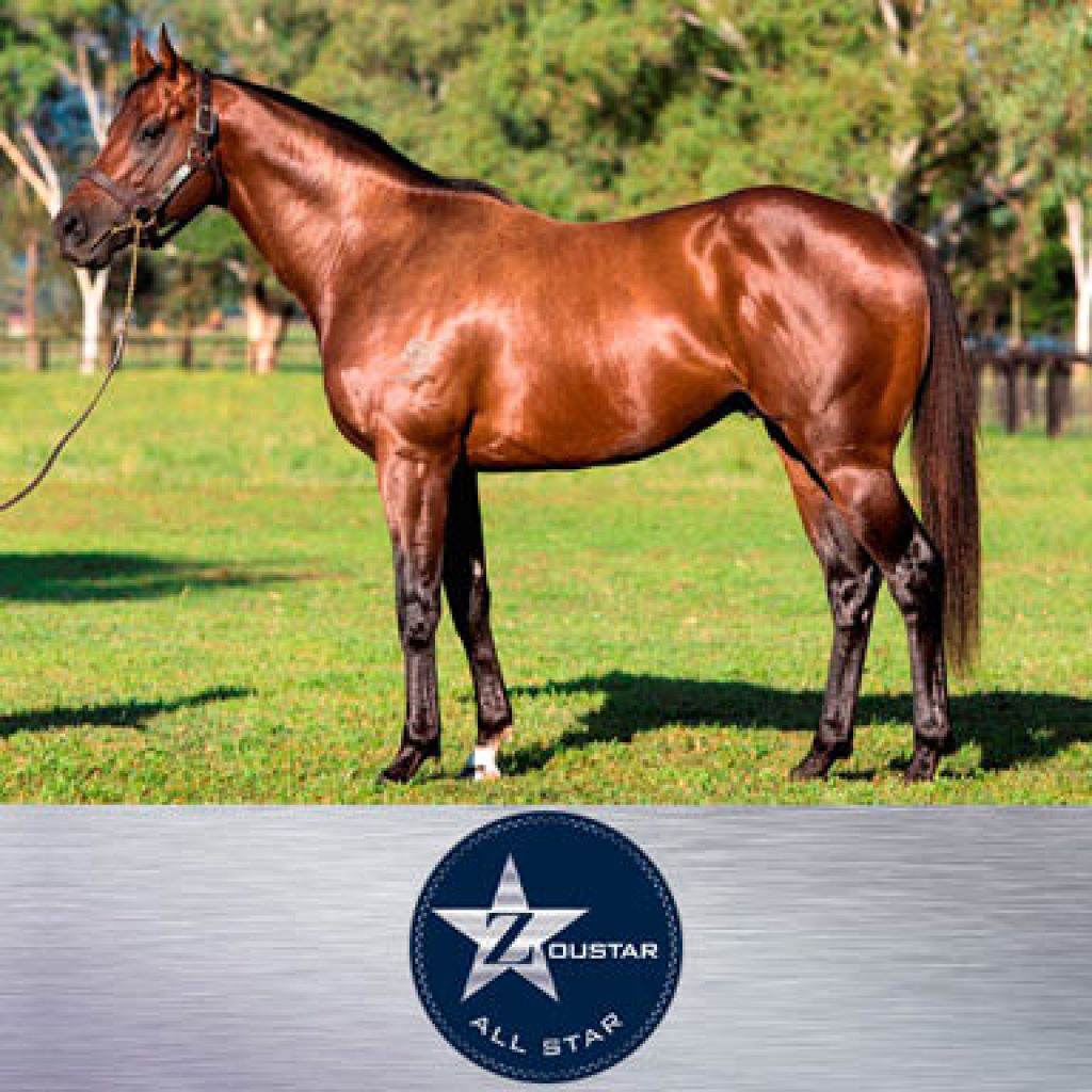 Widden Stud - Stallions