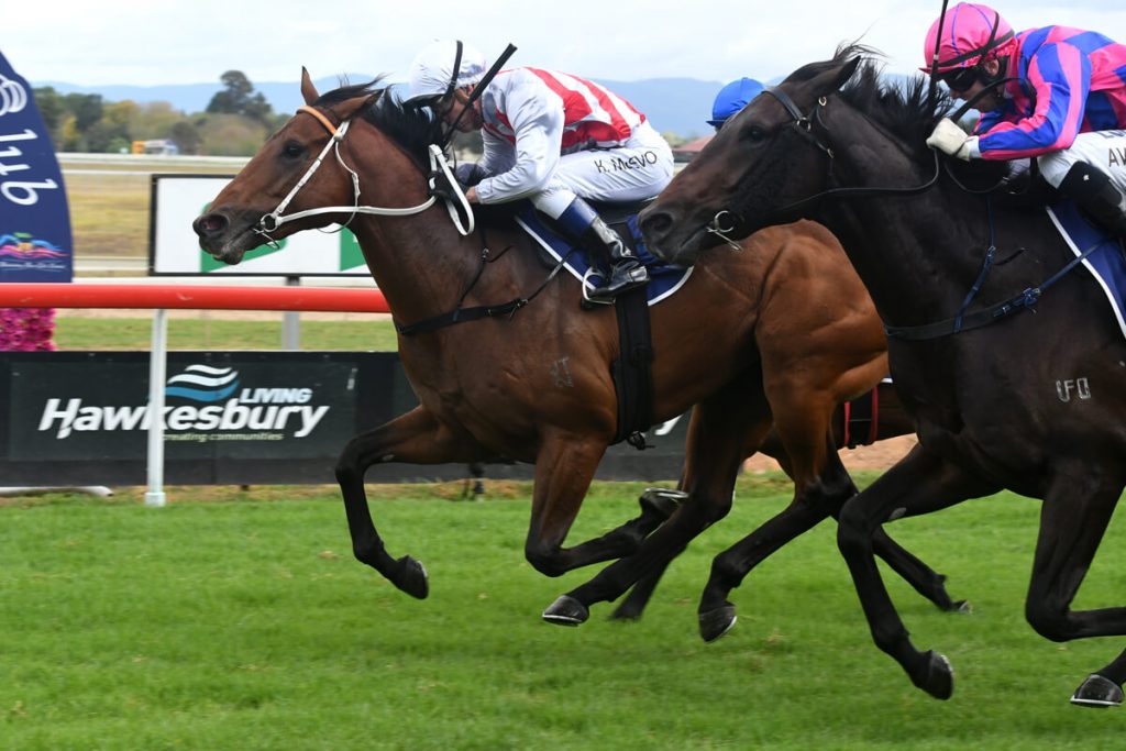 Star Witness - Widden Stud