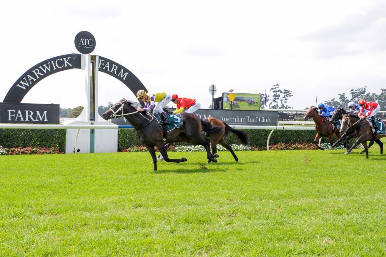 Zoustar - Widden Stud