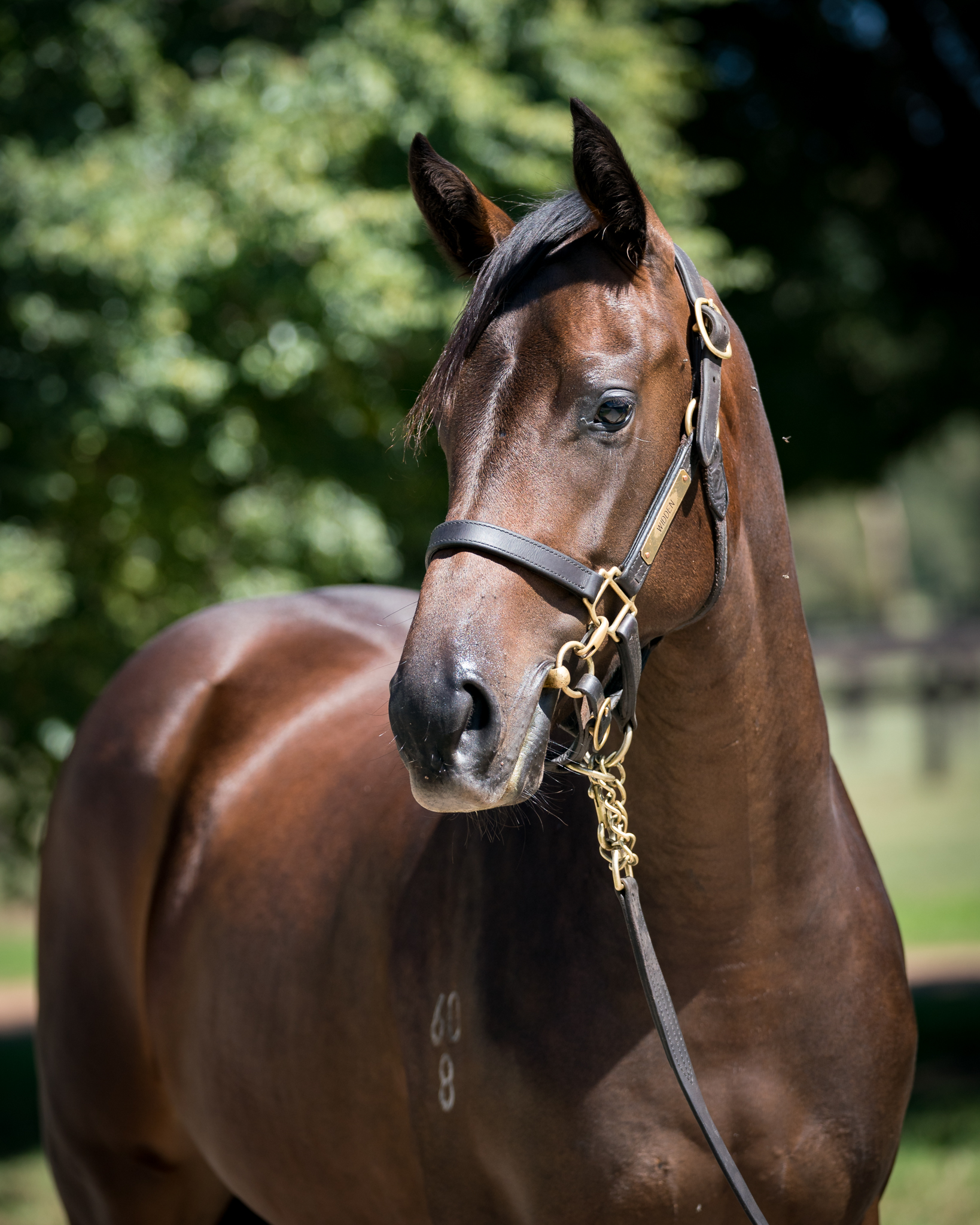 Lot 43 - Zoustar x Lucky Angel - Filly - Widden Stud