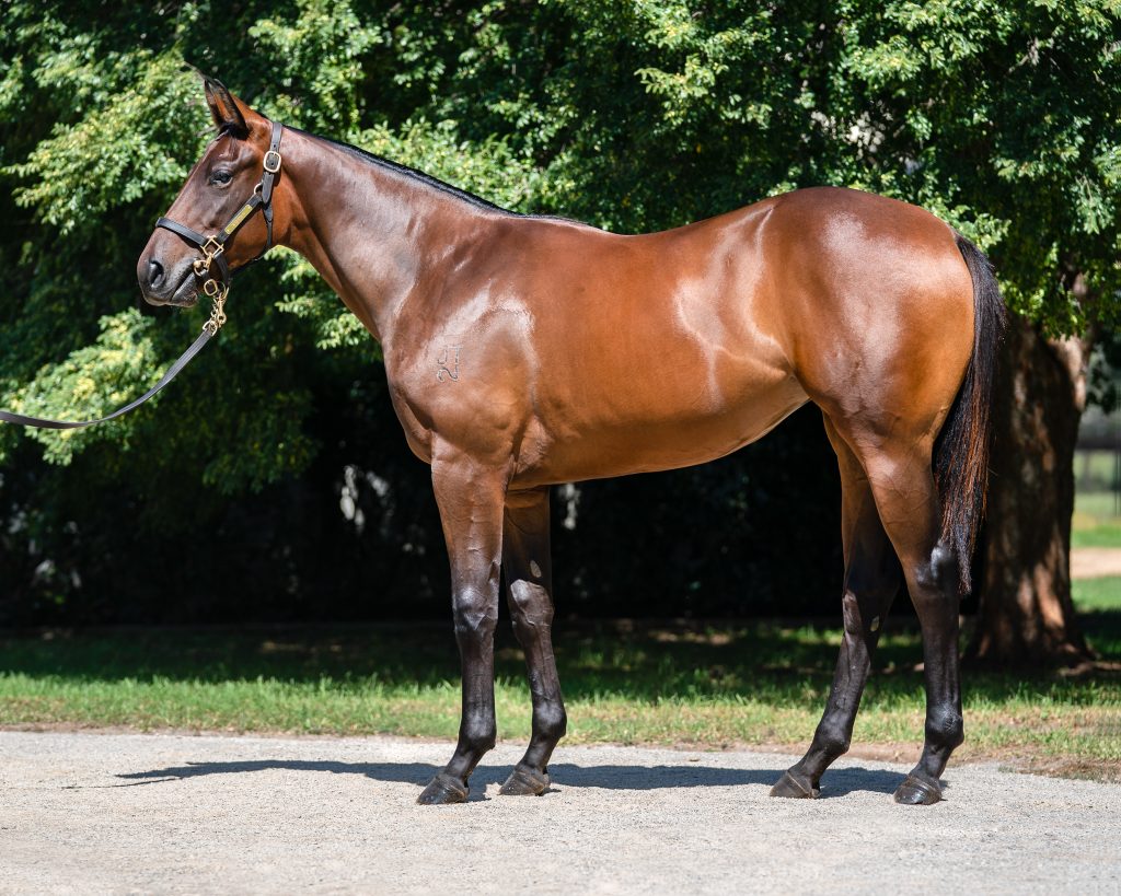 Lot 488 - Savabeel x Honey Rider (NZ) - Filly - Widden Stud
