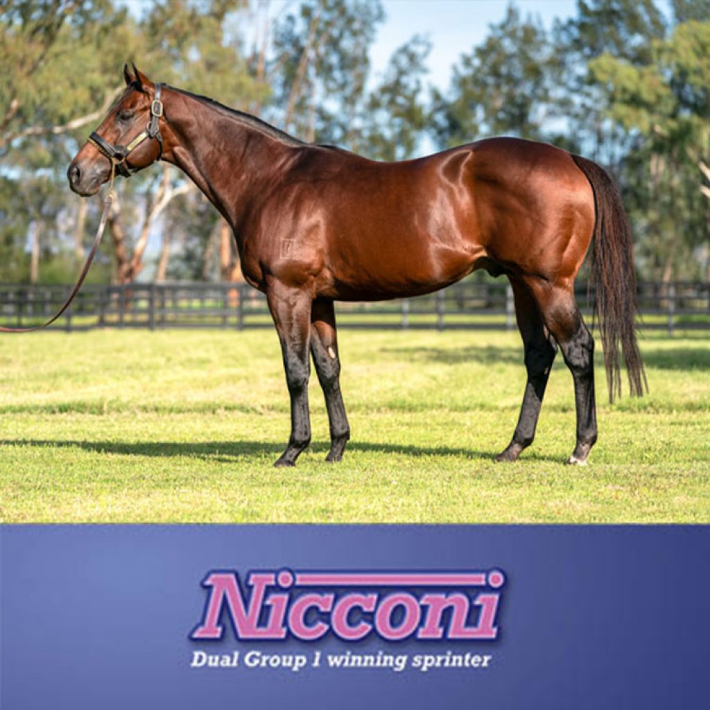 Widden Stud - Stallions