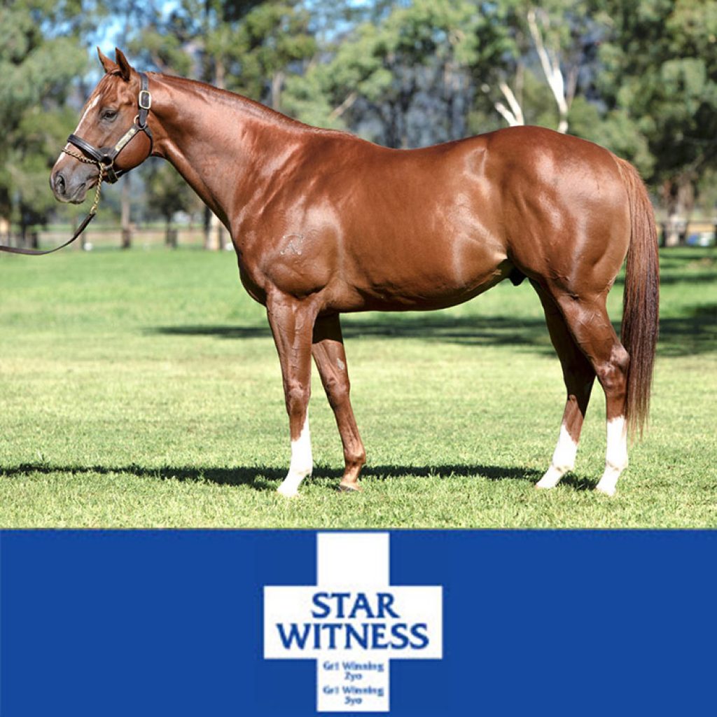 Widden Stud - Stallions