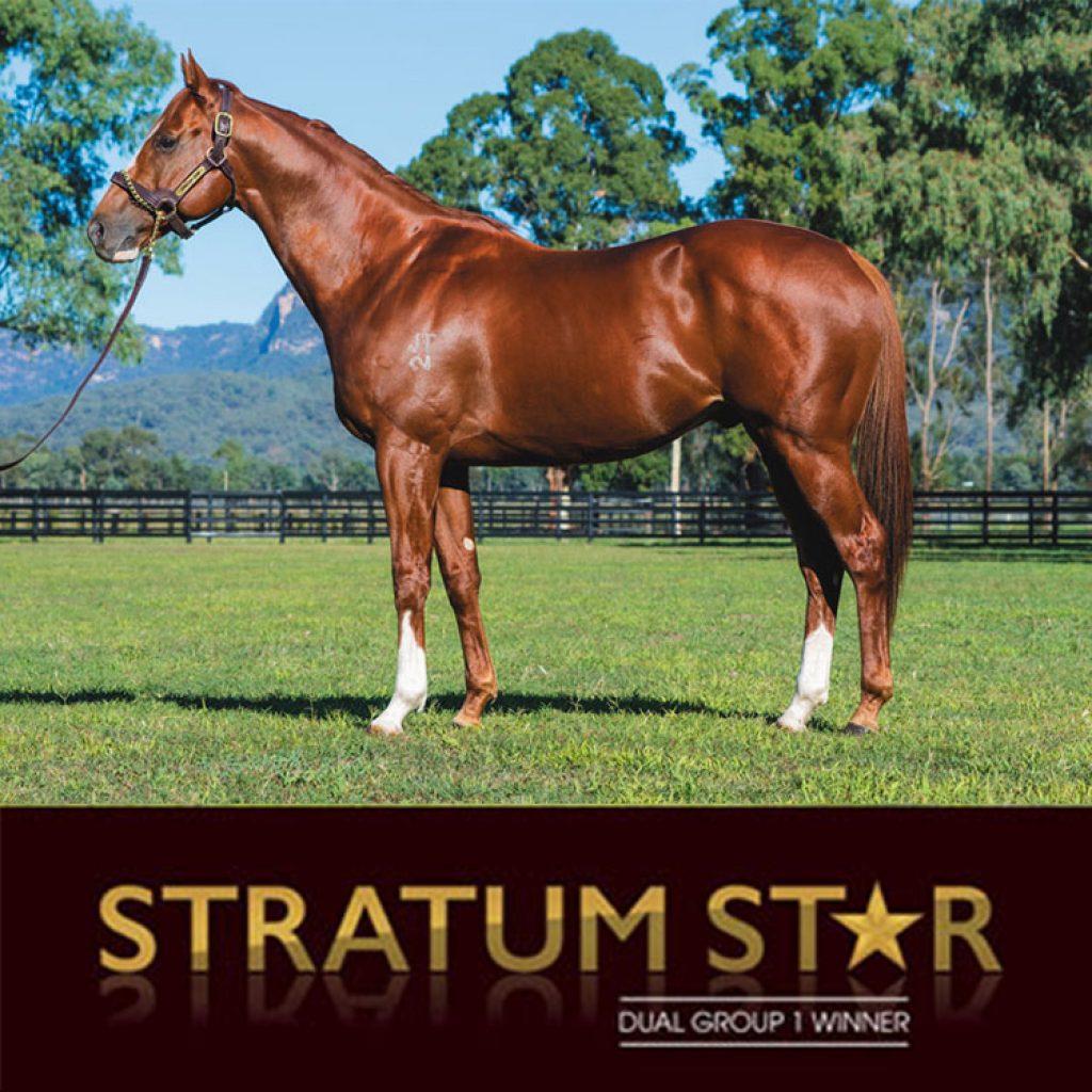 Widden Stud - Stallions