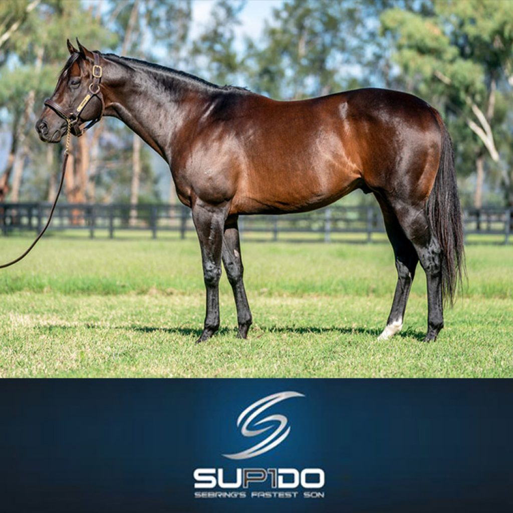 Widden Stud - Stallions