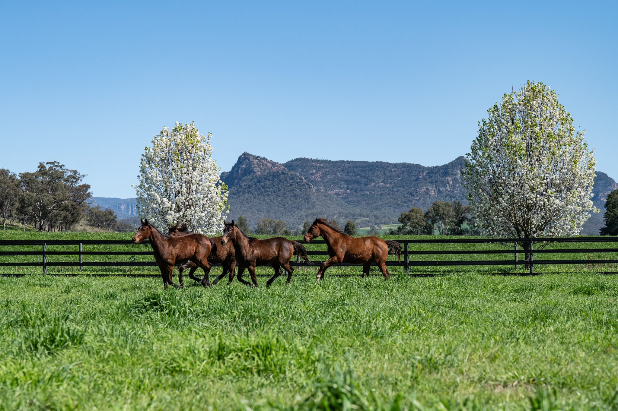 Widden Stud - Home