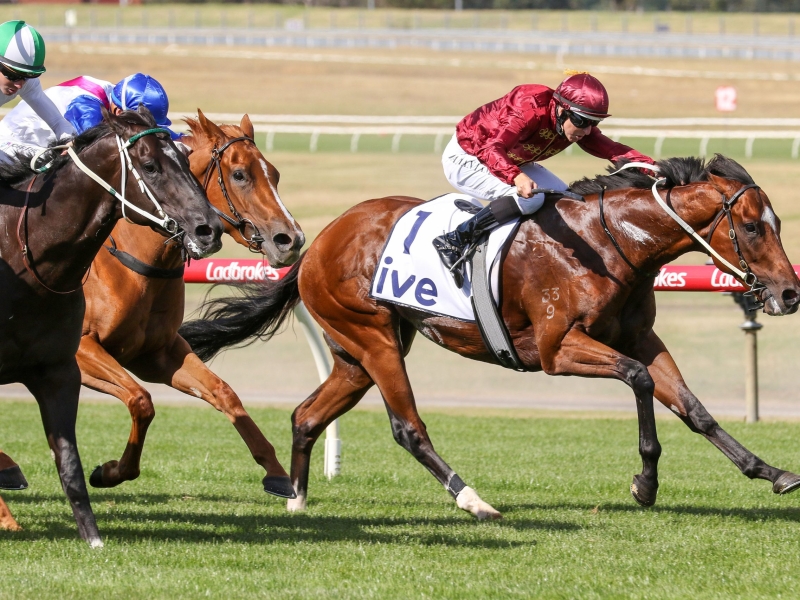 Jacquinot - Widden Stud