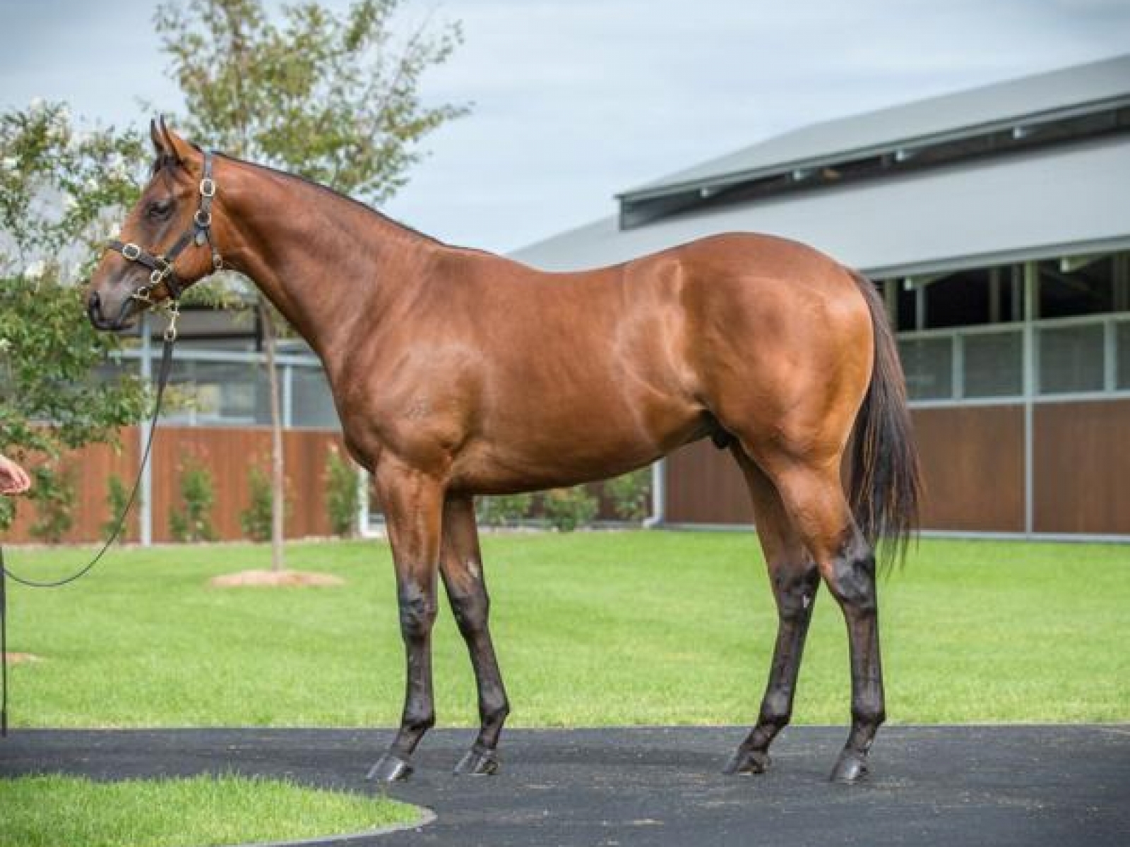 Doubtland - Widden Stud