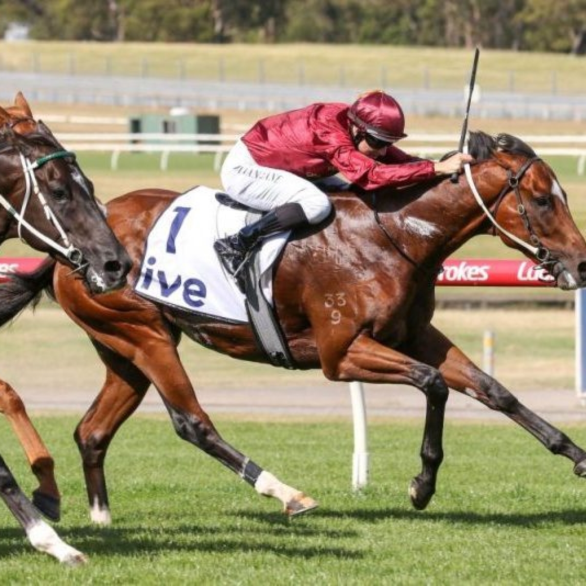 Jacquinot - Widden Stud