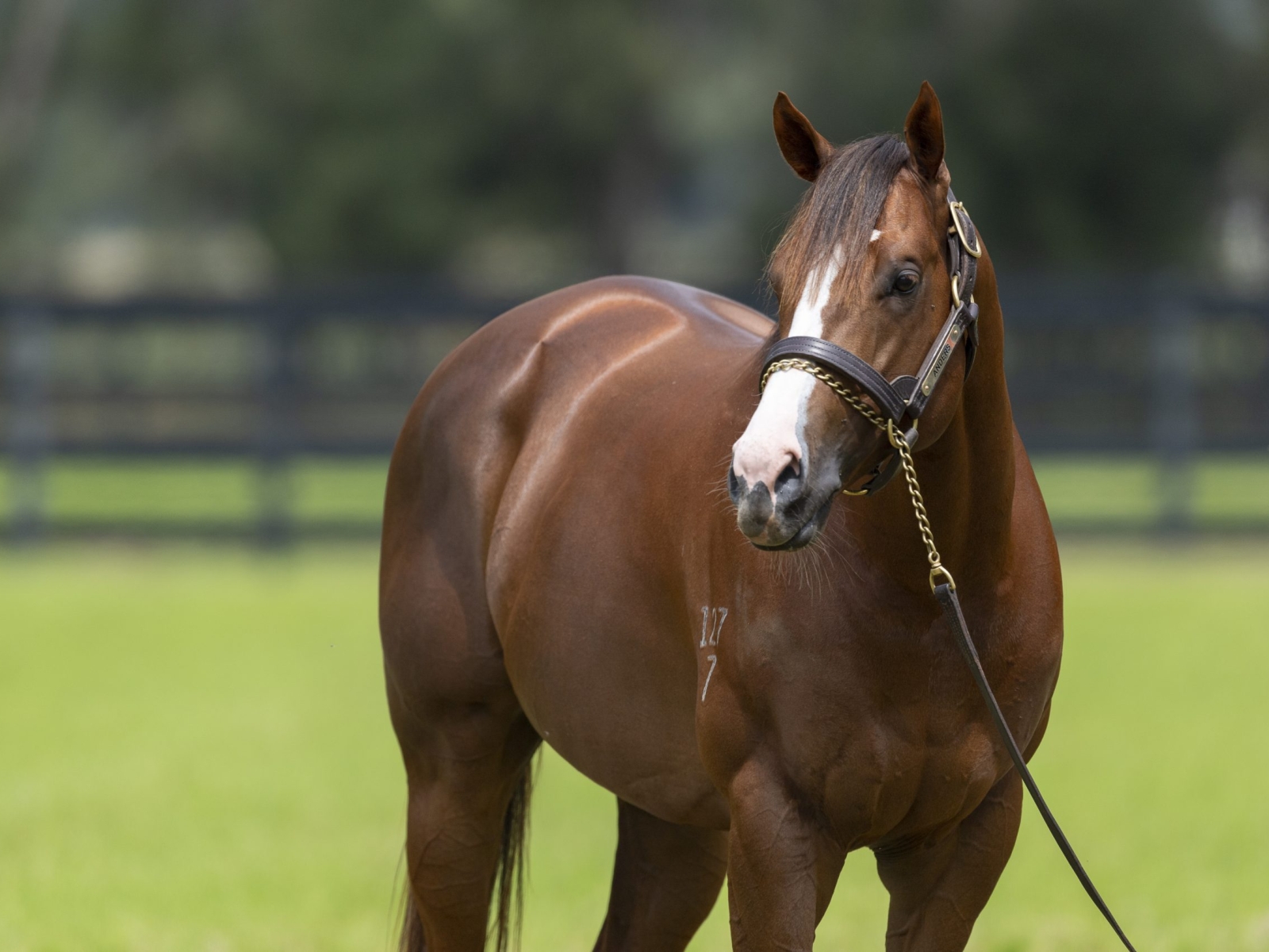 Anders - Widden Stud