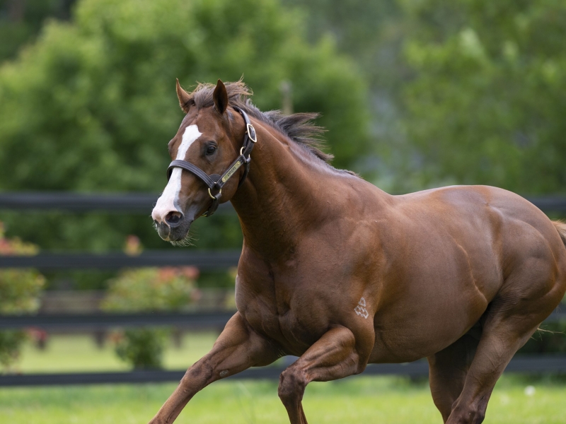 Anders - Widden Stud