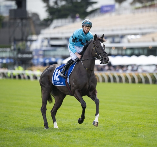 Bruckner - Widden Stud