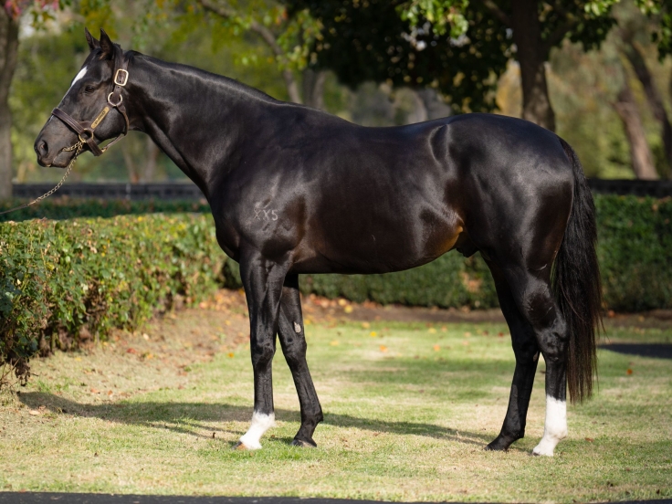 Bruckner - Widden Stud