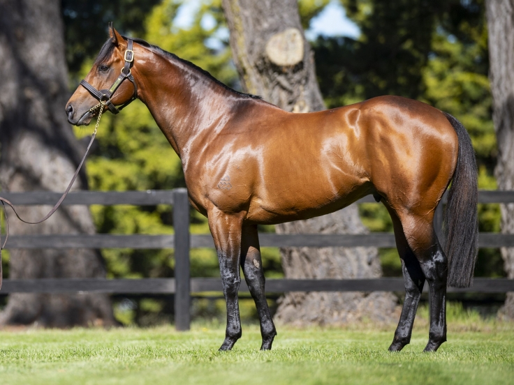 Doubtland - Widden Stud