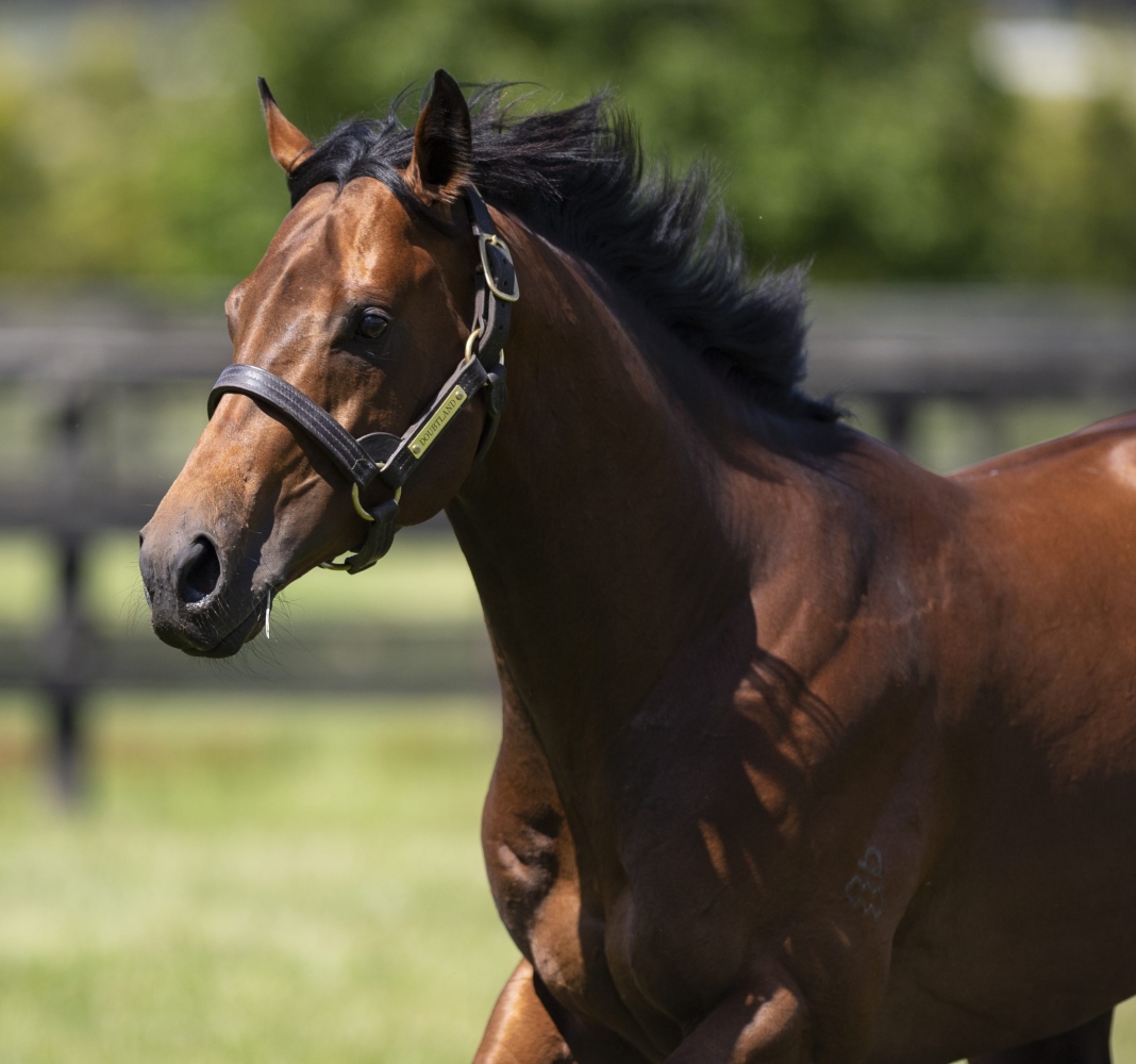 Doubtland - Widden Stud