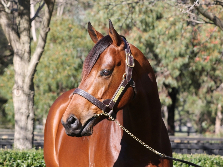 Doubtland - Widden Stud