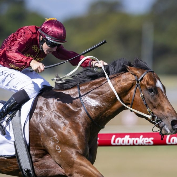 Jacquinot - Widden Stud