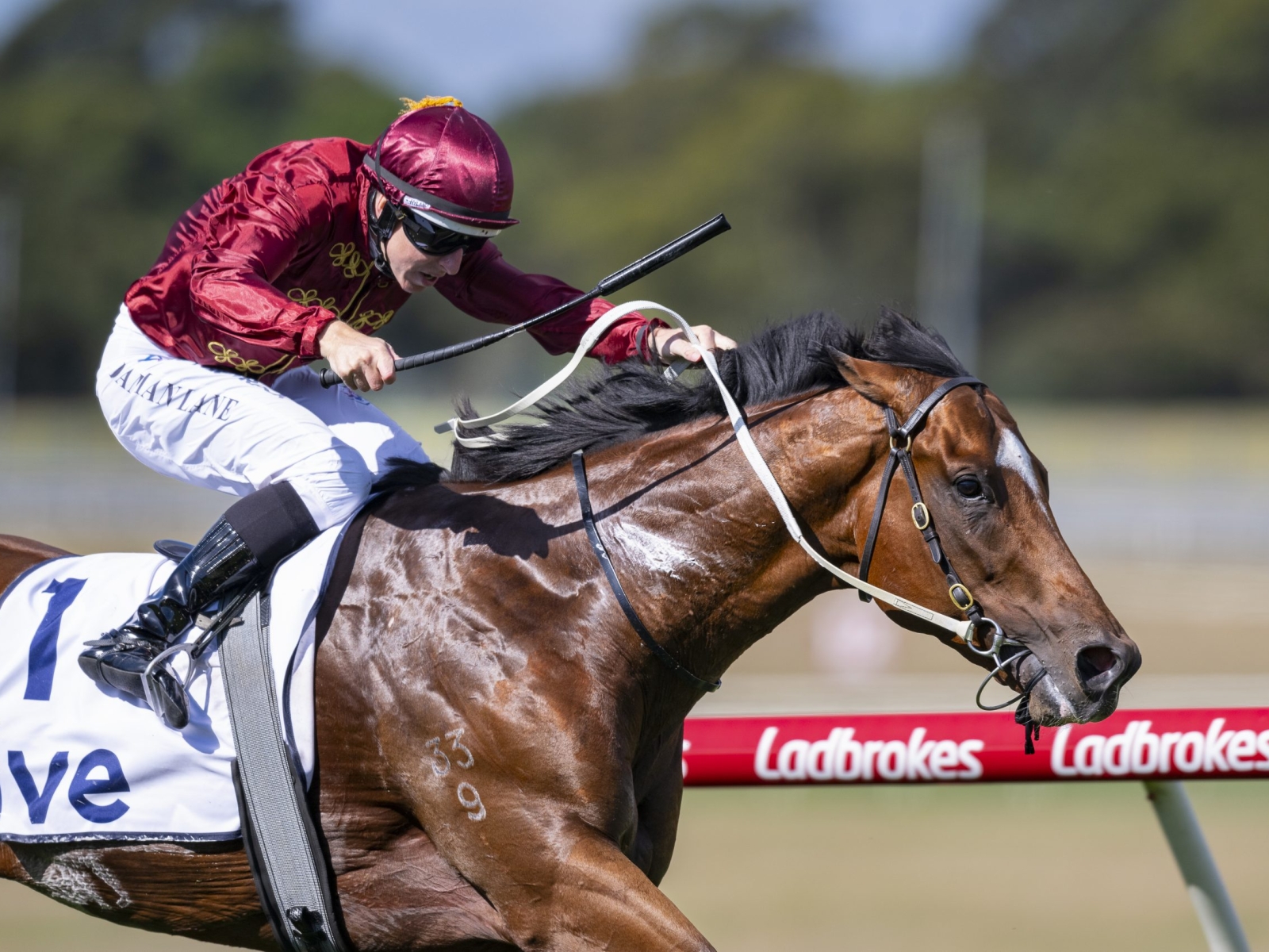 Jacquinot - Widden Stud