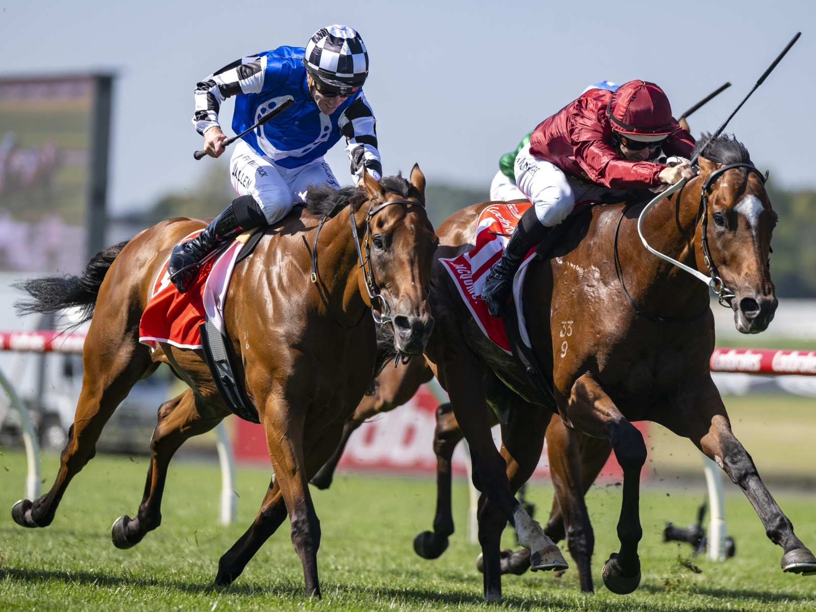 Jacquinot - Widden Stud