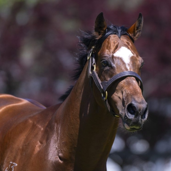 Jacquinot - Widden Stud