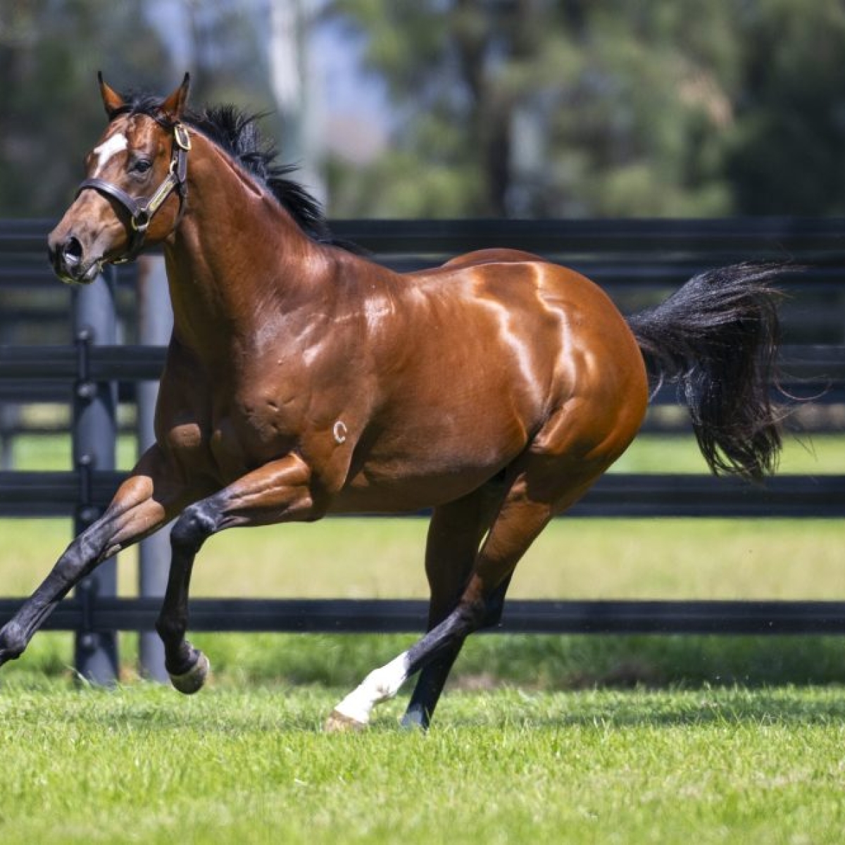 Jacquinot - Widden Stud