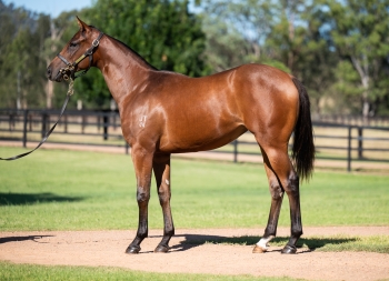 Zousain - Widden Stud