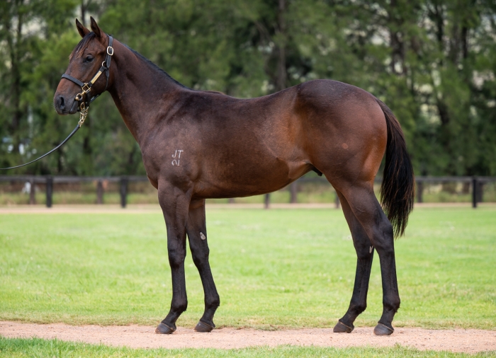 Zousain - Widden Stud