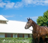 Widden Stud - Gallery