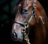 Widden Stud - Gallery