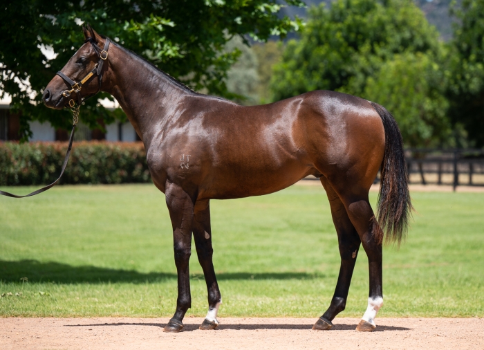 Zousain - Widden Stud