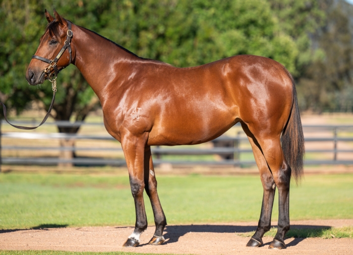 Zousain - Widden Stud