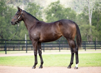 Zousain - Widden Stud