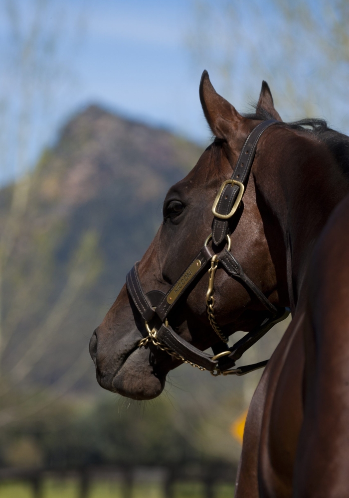 Nicconi - Widden Stud
