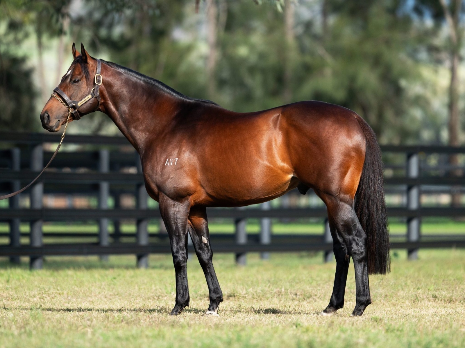 Portland Sky - Widden Stud