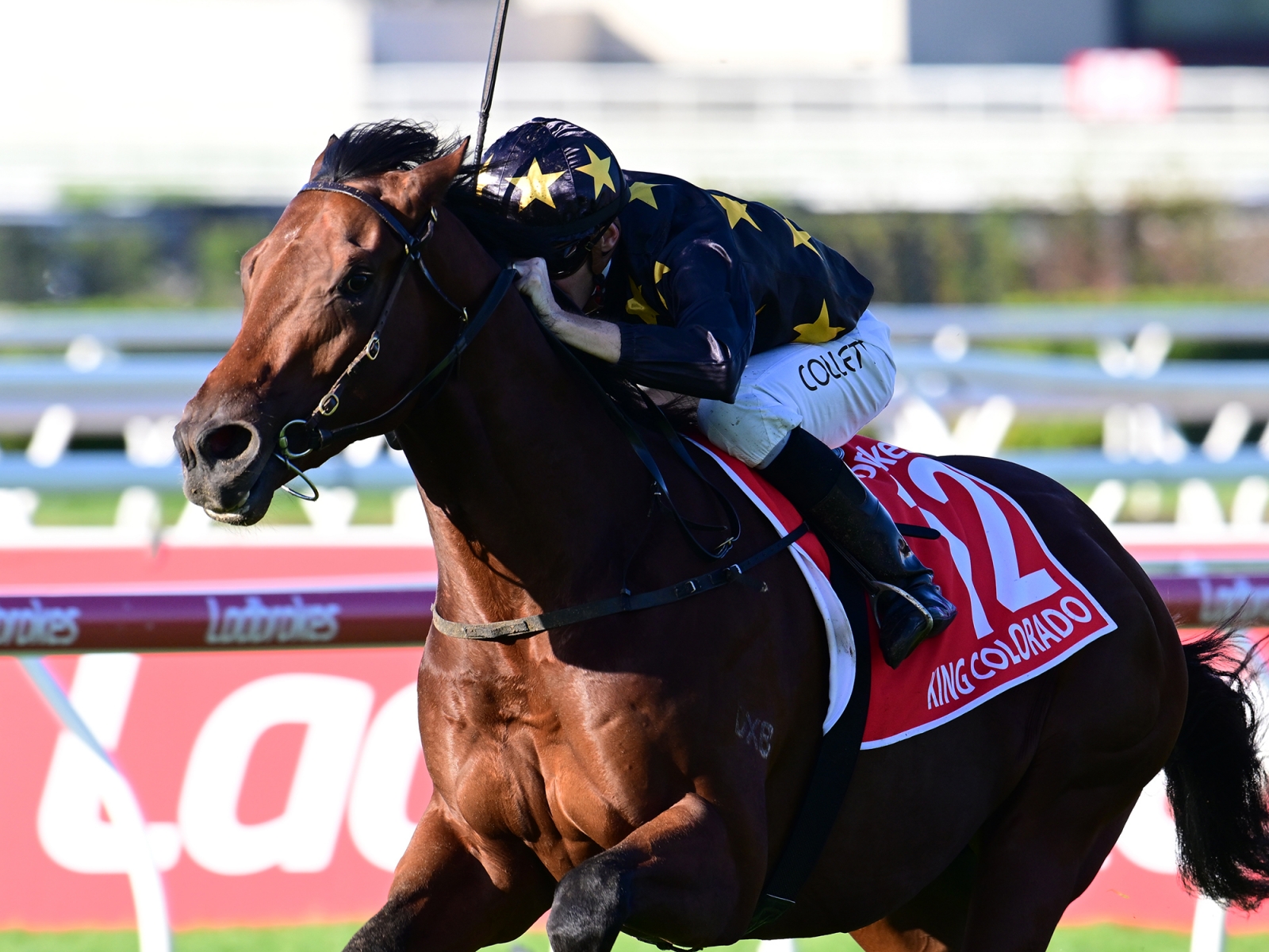 King Colorado - Widden Stud