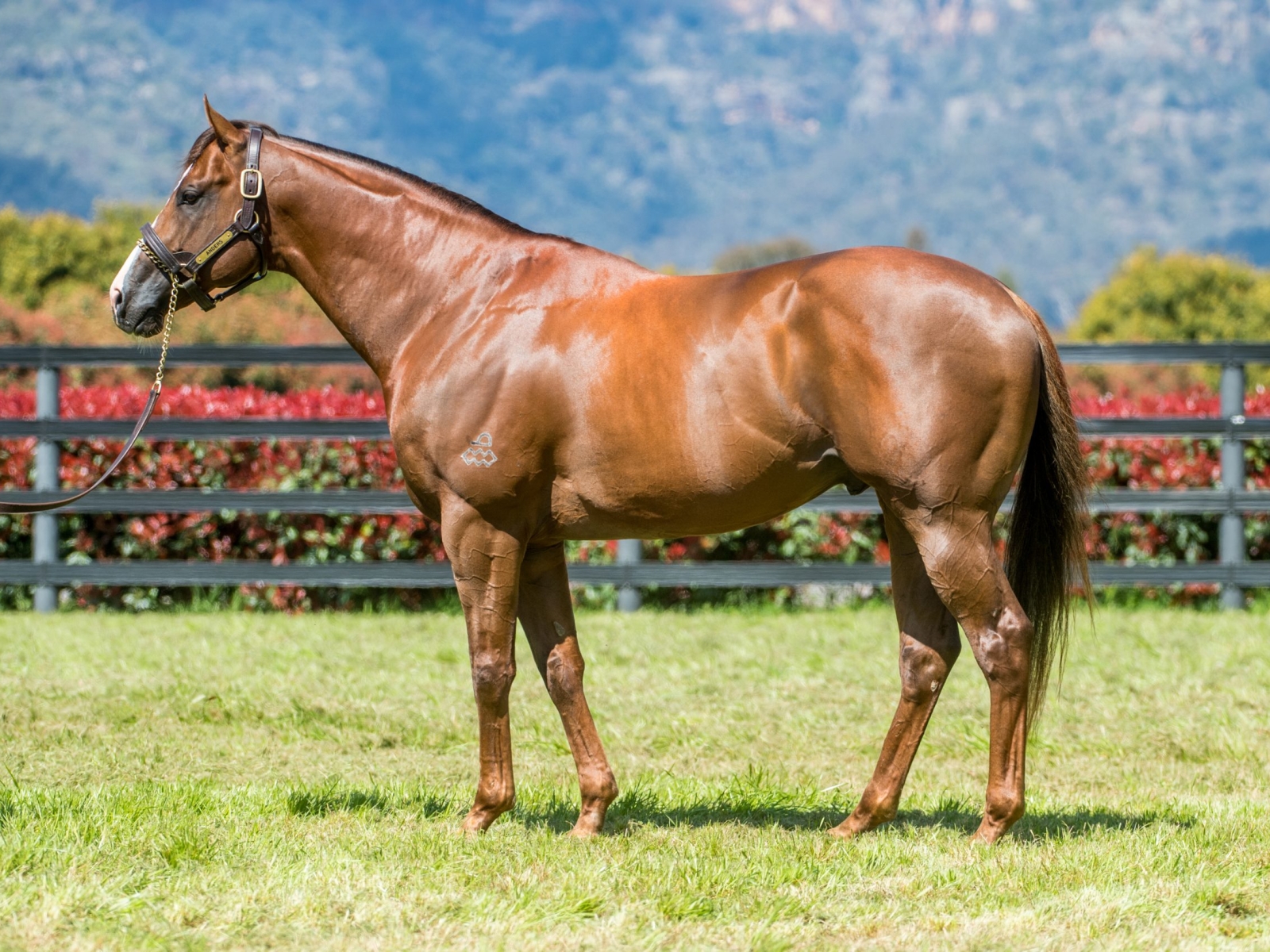 Anders - Widden Stud