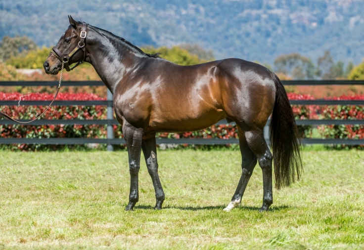 Supido - Widden Stud