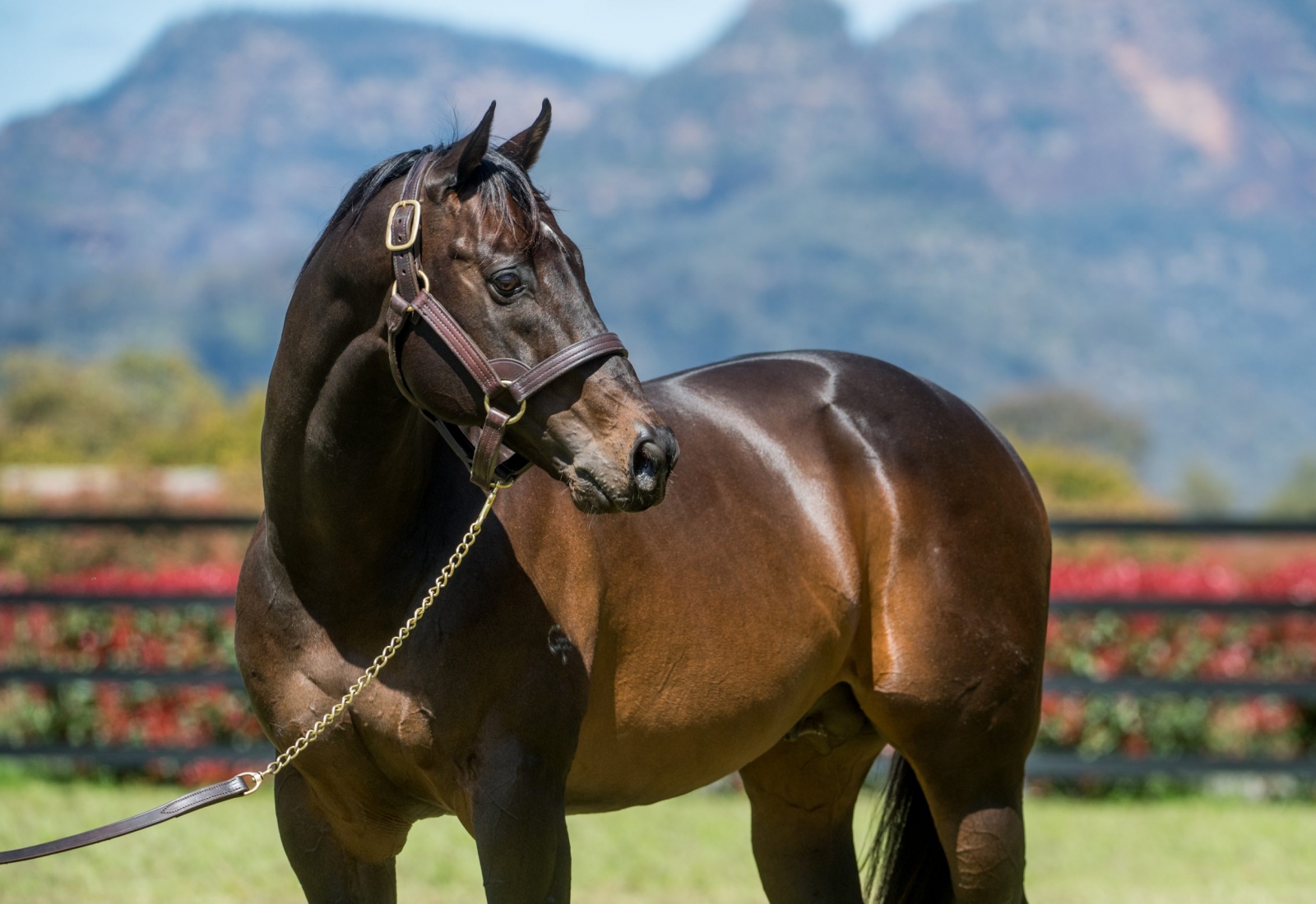 Supido - Widden Stud