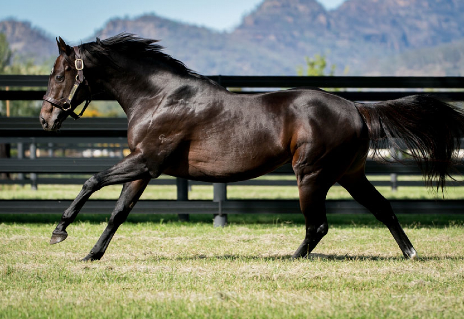 Supido - Widden Stud