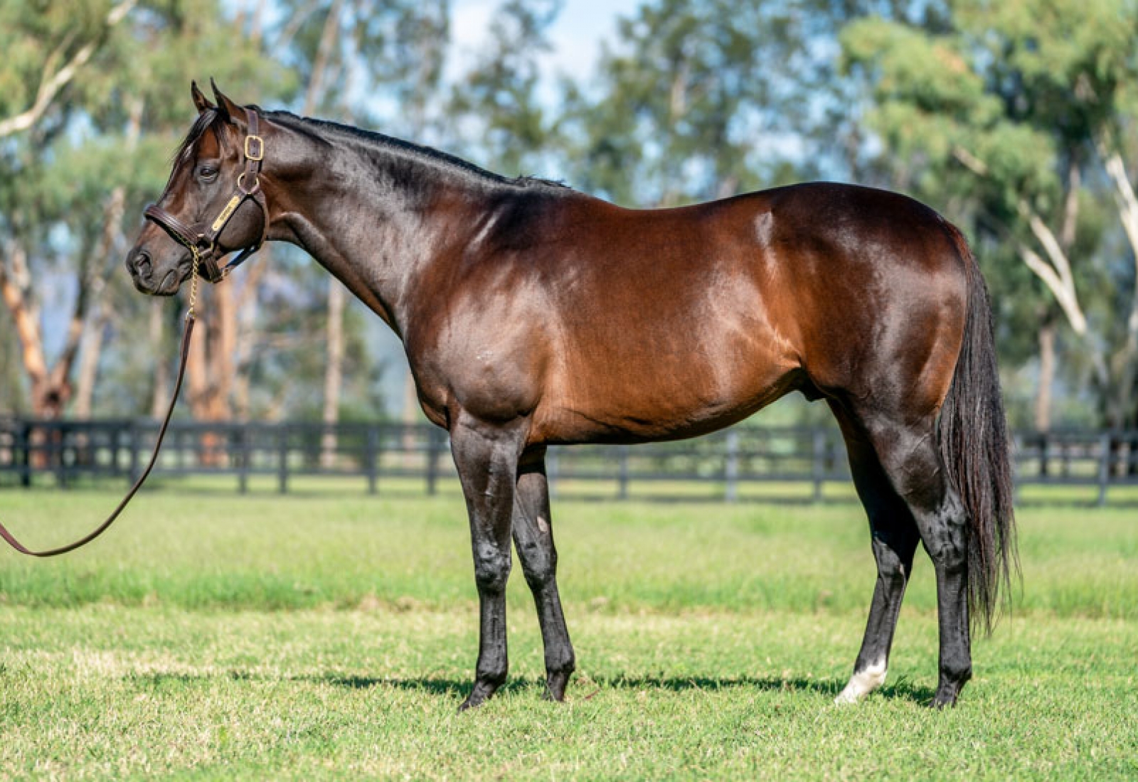 Supido - Widden Stud