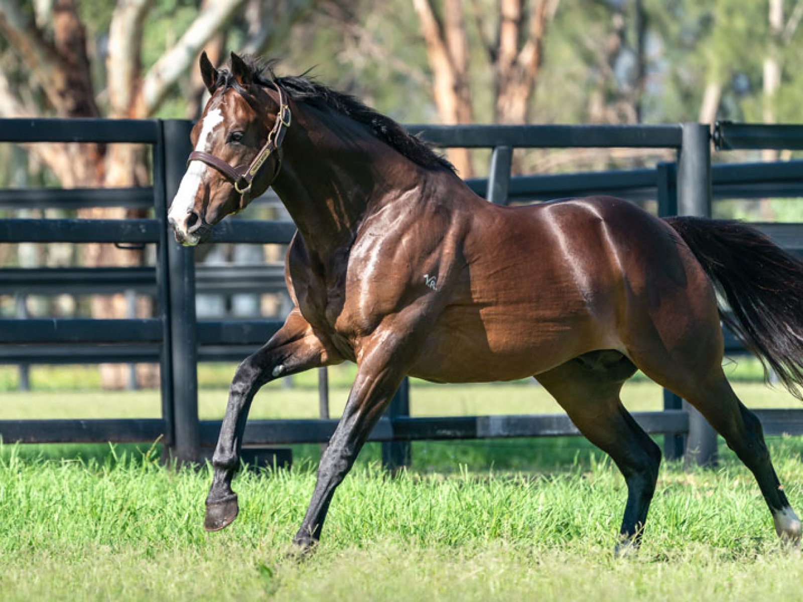 Trapeze Artist - Widden Stud