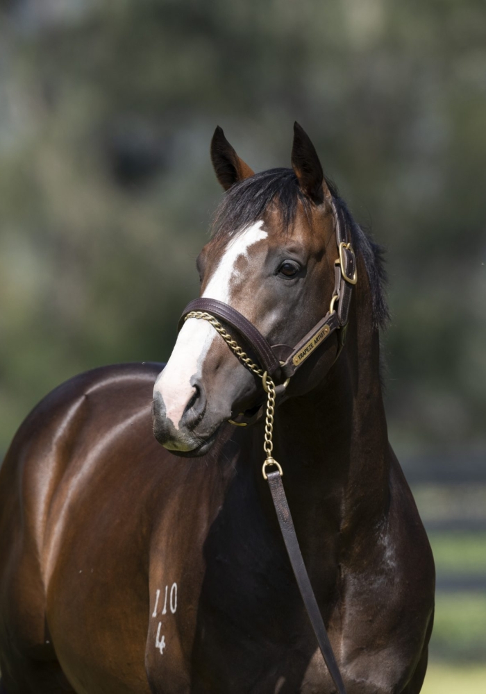 Trapeze Artist - Widden Stud