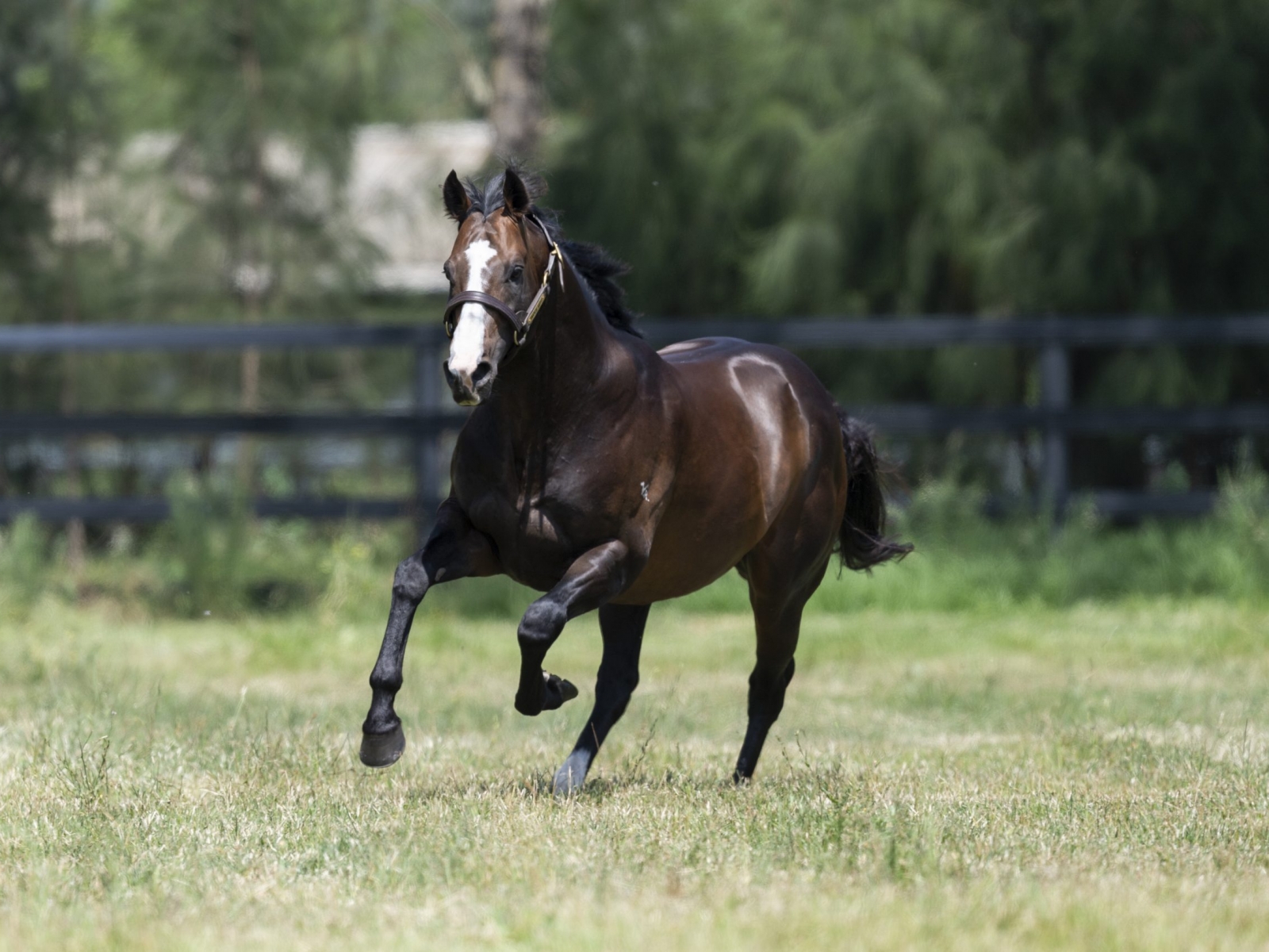 Trapeze Artist - Widden Stud