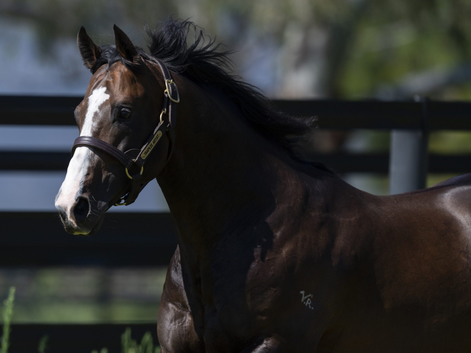 Trapeze Artist - Widden Stud